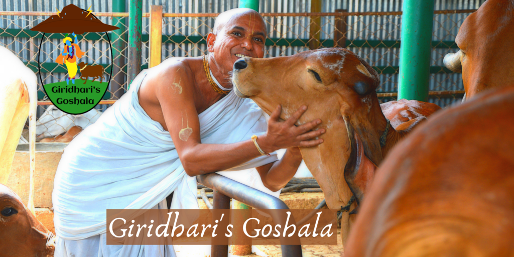 Goshala In Bangalore : Bangalore's #1 Goshala along with temple.