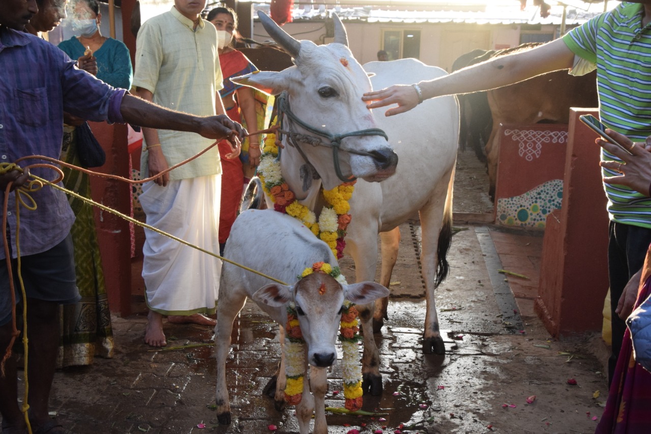 Adopt a cow - ISKCON SRI NARASIMHA GIRIDHARI MANDIR