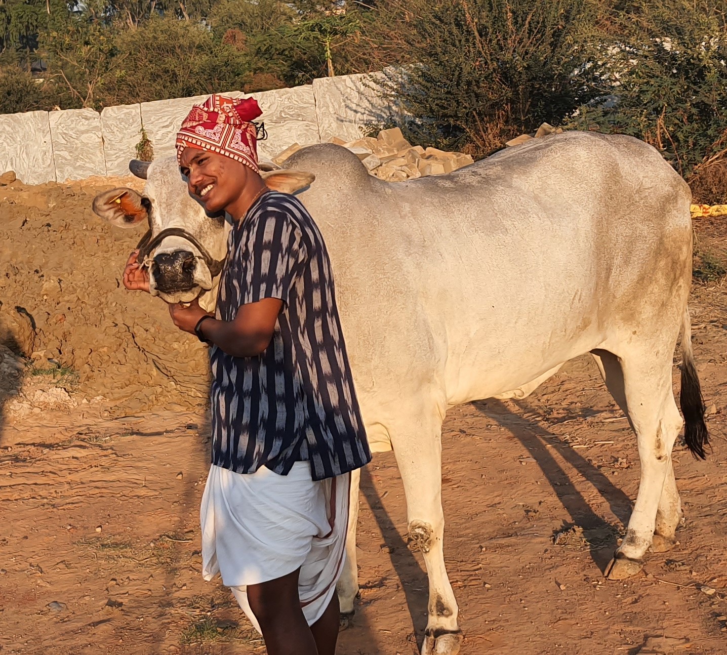 Goshala In Bangalore : Bangalore's #1 Goshala along with temple.