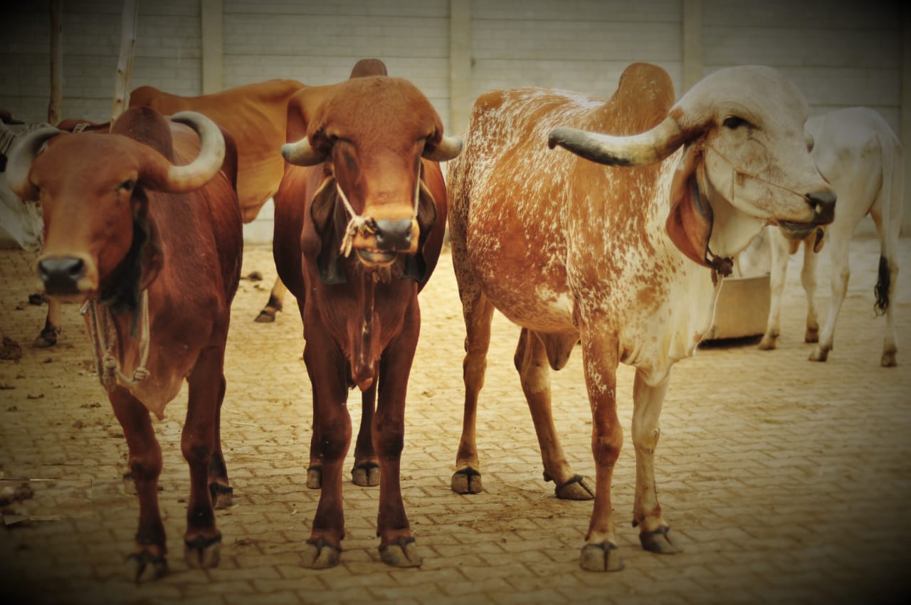 Goshala In Bangalore : Bangalore's #1 Goshala along with temple.