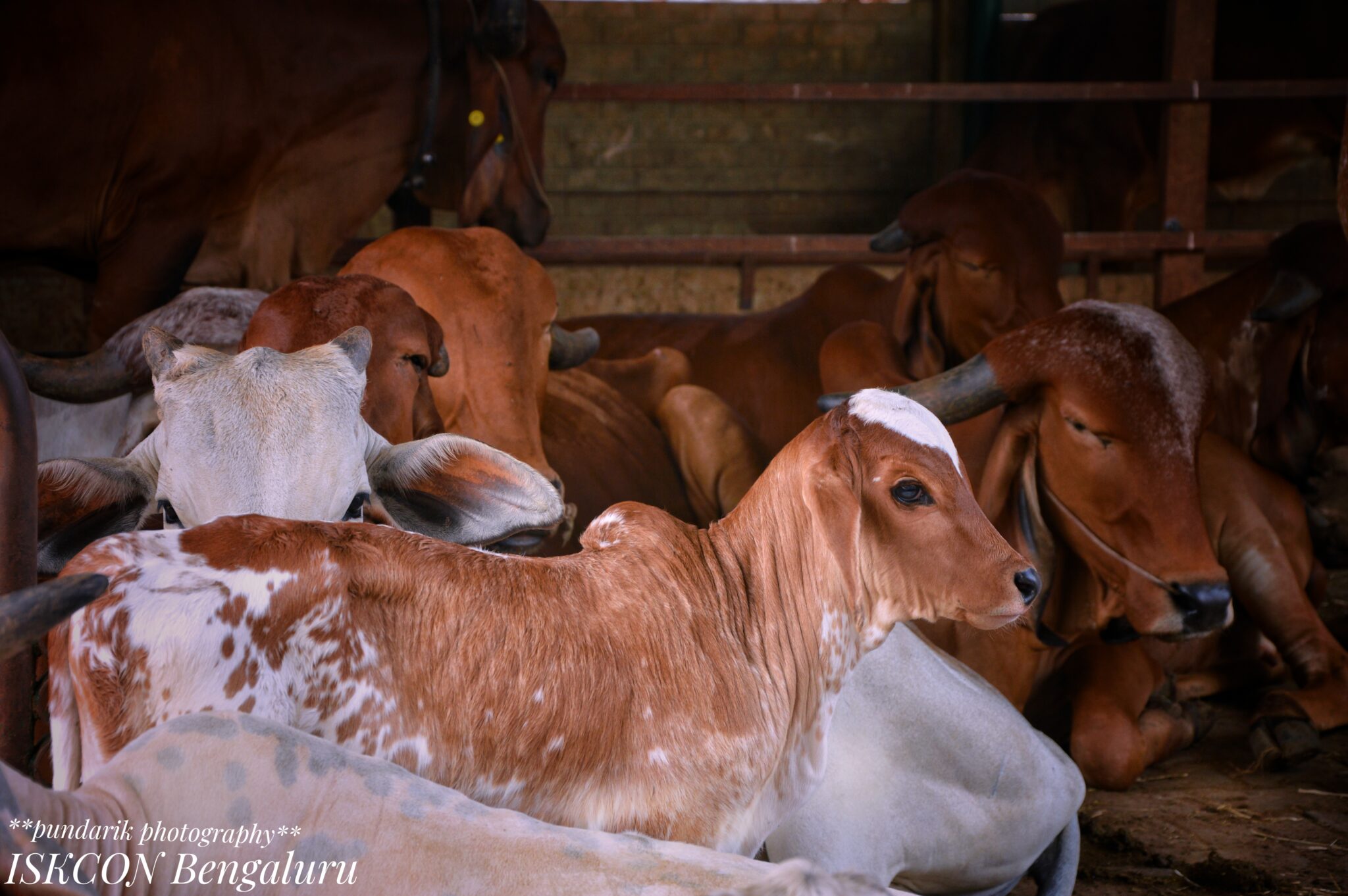 Goshala In Bangalore : Bangalore's #1 Goshala along with temple.