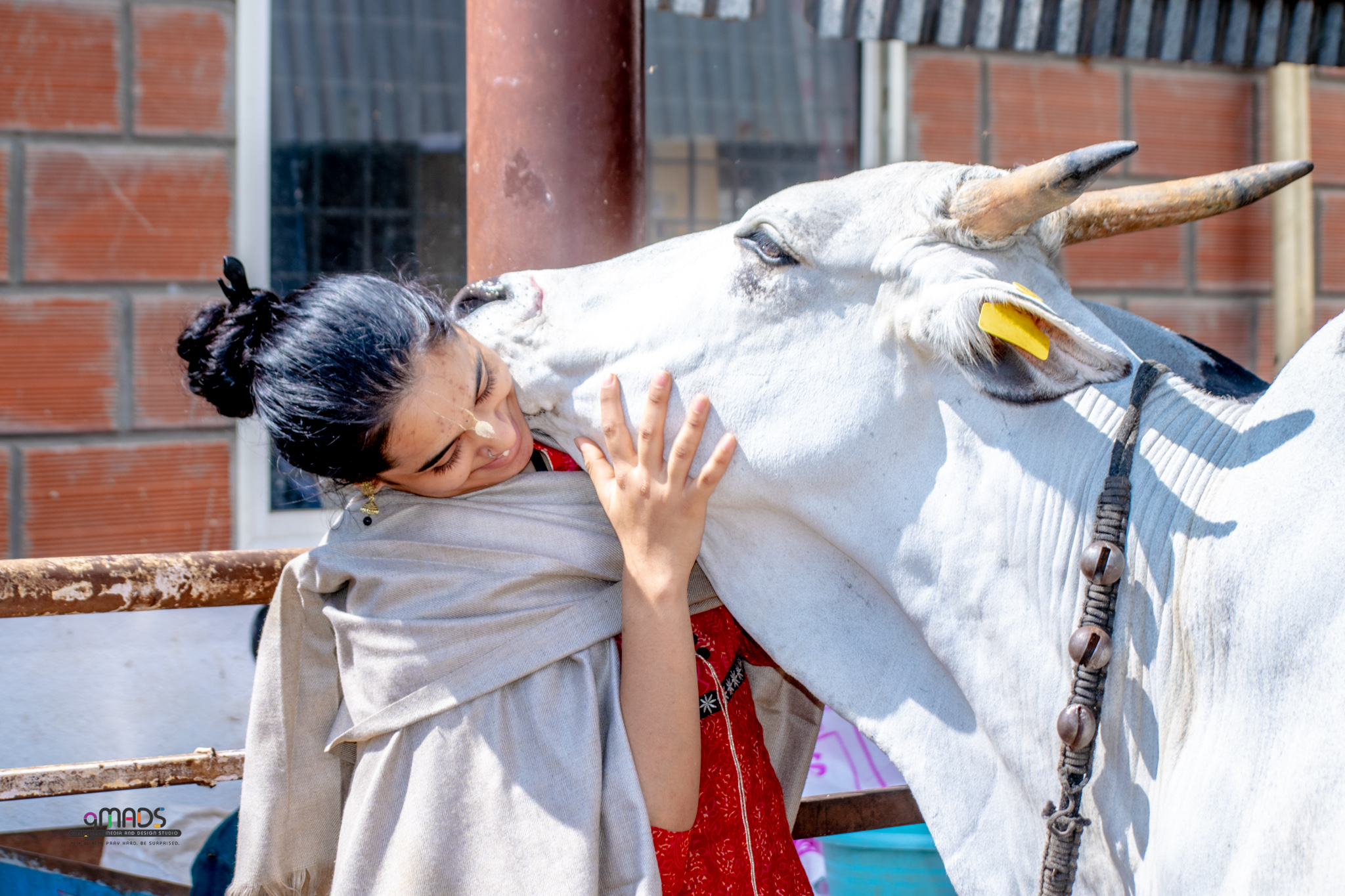 Go seva - ISKCON SRI NARASIMHA GIRIDHARI MANDIR